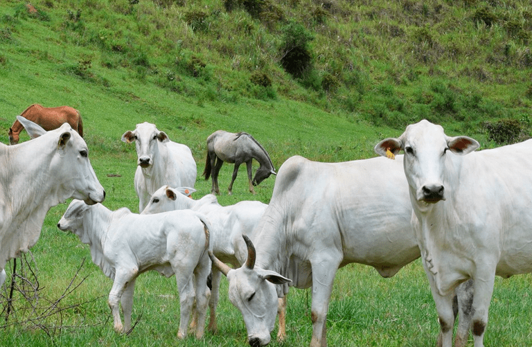 Planejamento de pastejo: qual é o impacto no resultado da sua ...